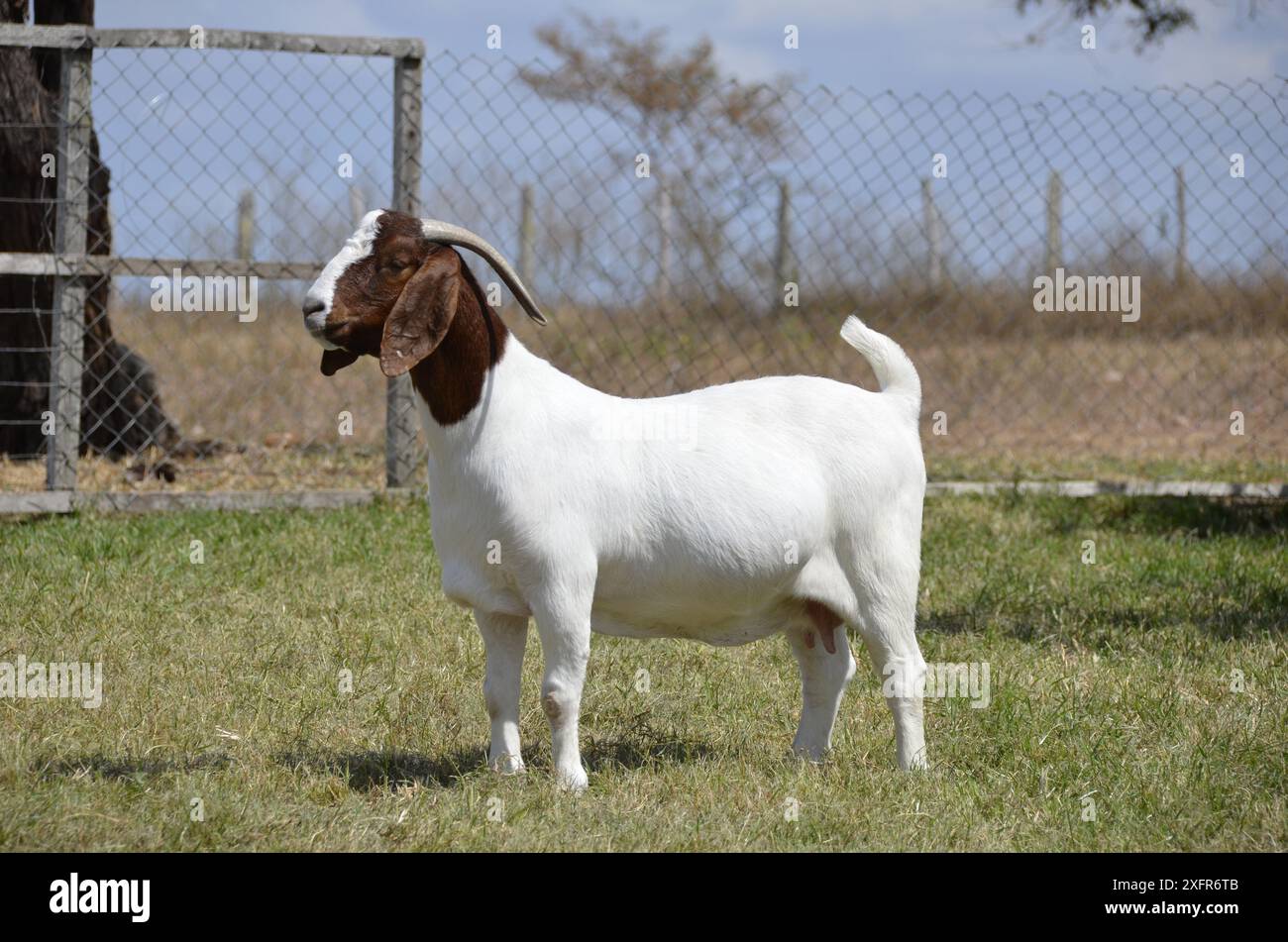 Beautiful female Boer Goats on the farm Stock Photo - Alamy