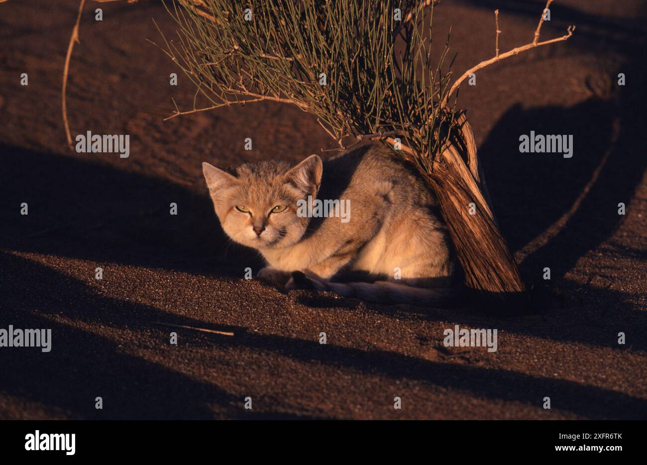 Sand cat (Felis margarita) adult at sunset, Tenere, Sahara, Niger Stock ...
