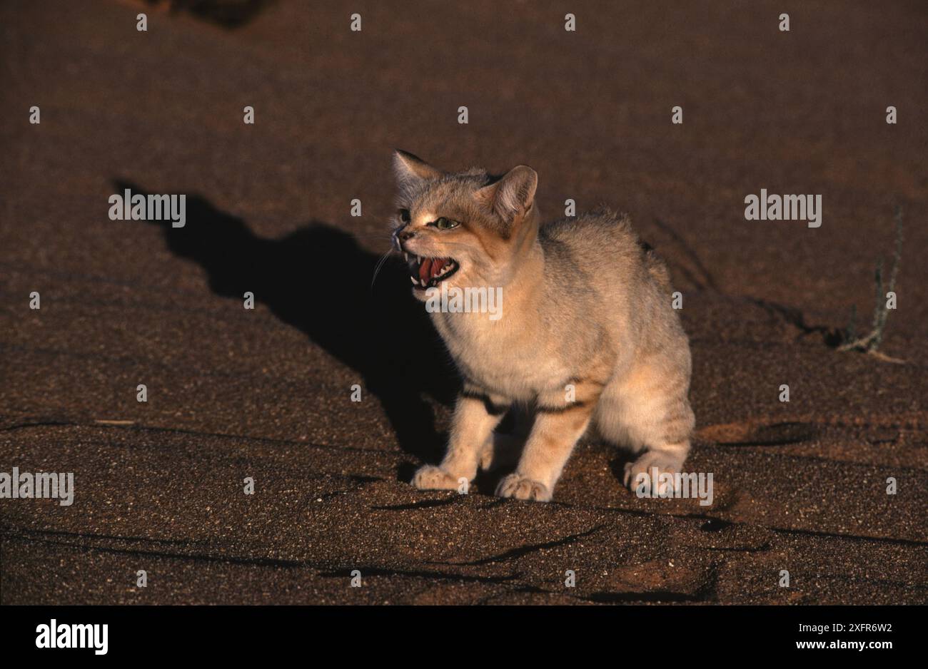 Sand cat (Felis margarita) female hissing, Sahara, Niger Stock Photo ...