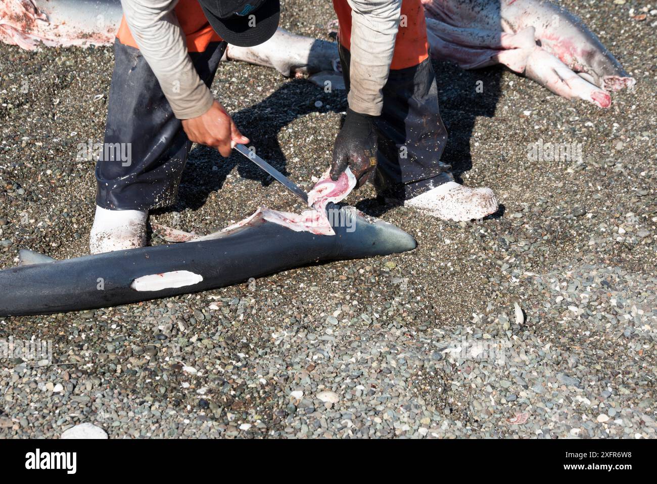 Shark fishermen, cutting the fins from sharks, Magdalena Bay, Baja ...