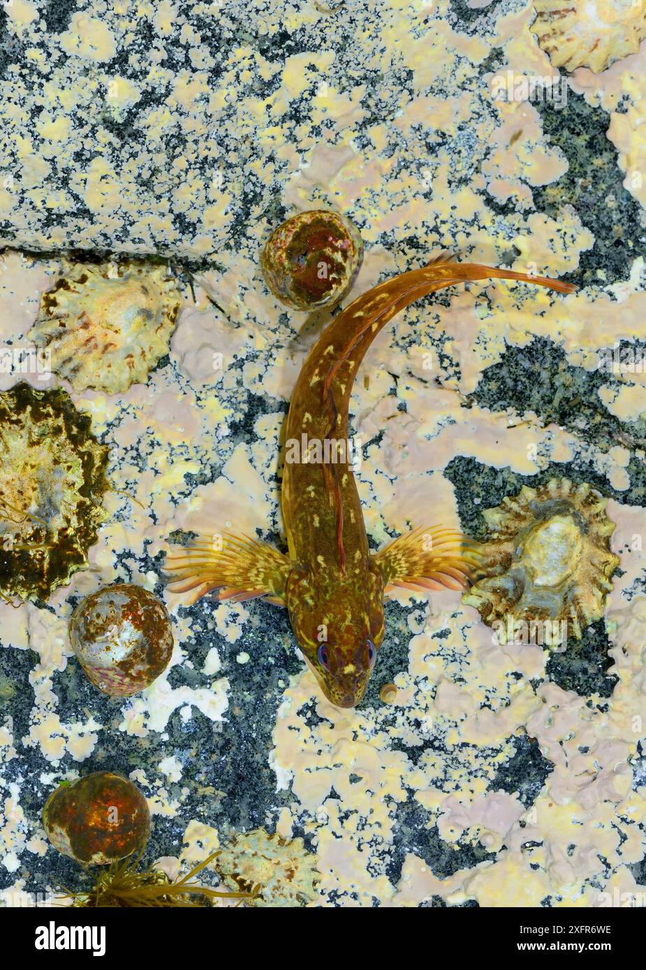 Common blenny (Lipophrys pholis) Ballywhoriskey point, Fanad peninsula ...