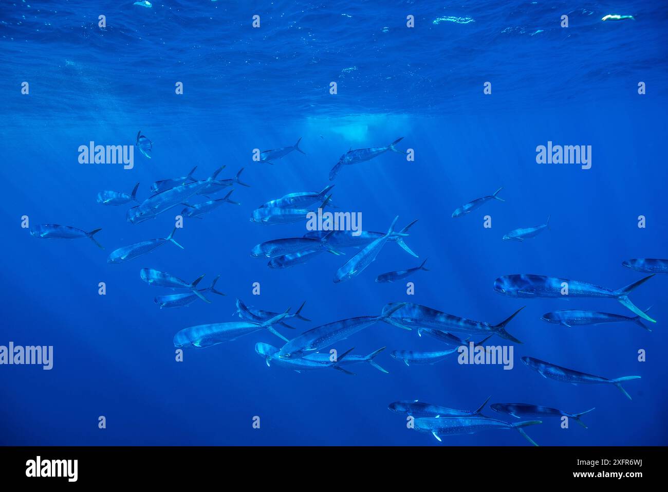 Mahi mahi (Coryphaena hippurus) shoal, Eastern Pacific, Thetis Bank ...