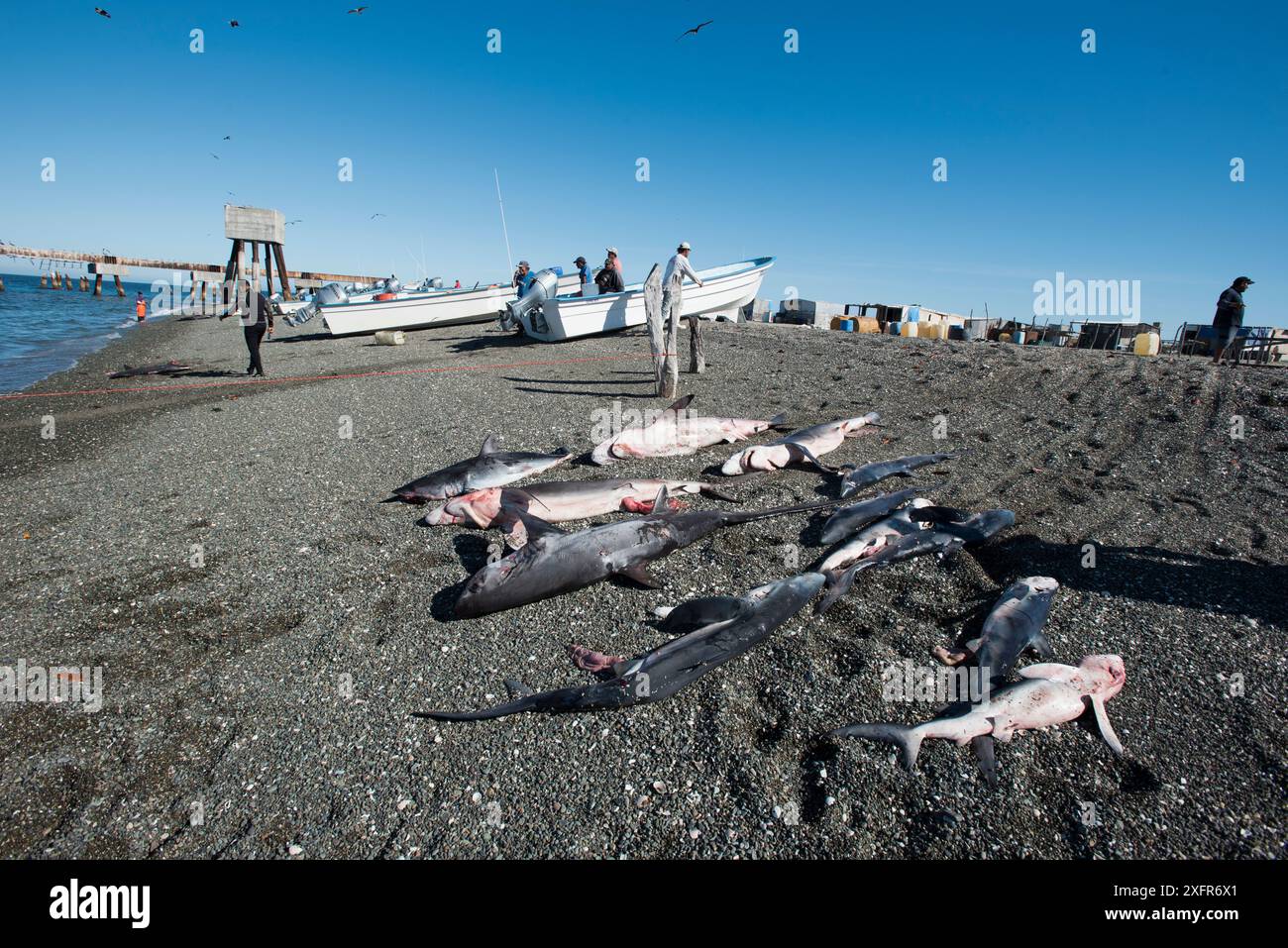 Shark fishermen, cutting the fins from sharks, Magdalena Bay, Baja ...