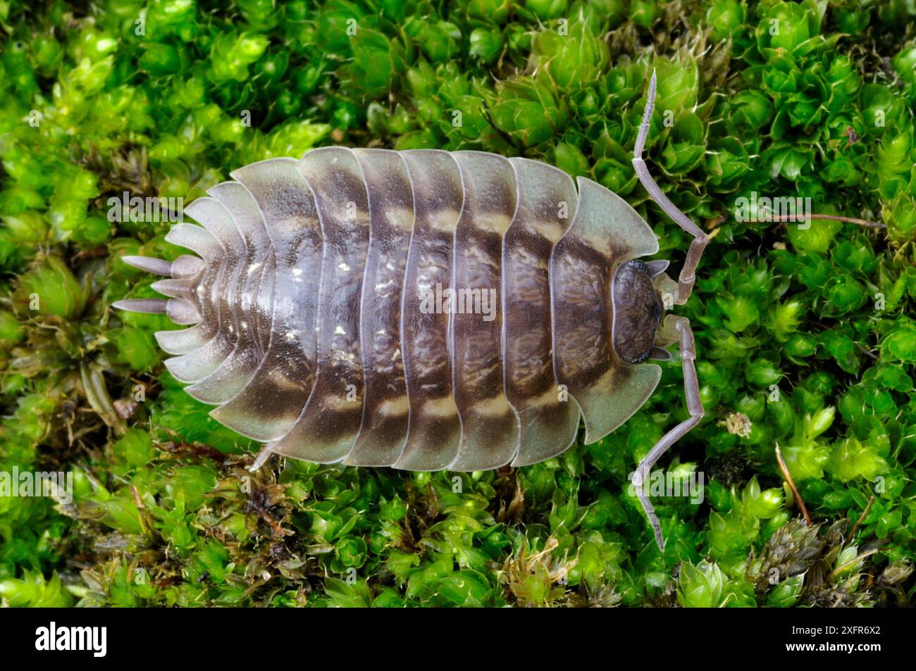 Common / Shiny woodlouse (Oniscus asellus) on moss, Berwickshire ...
