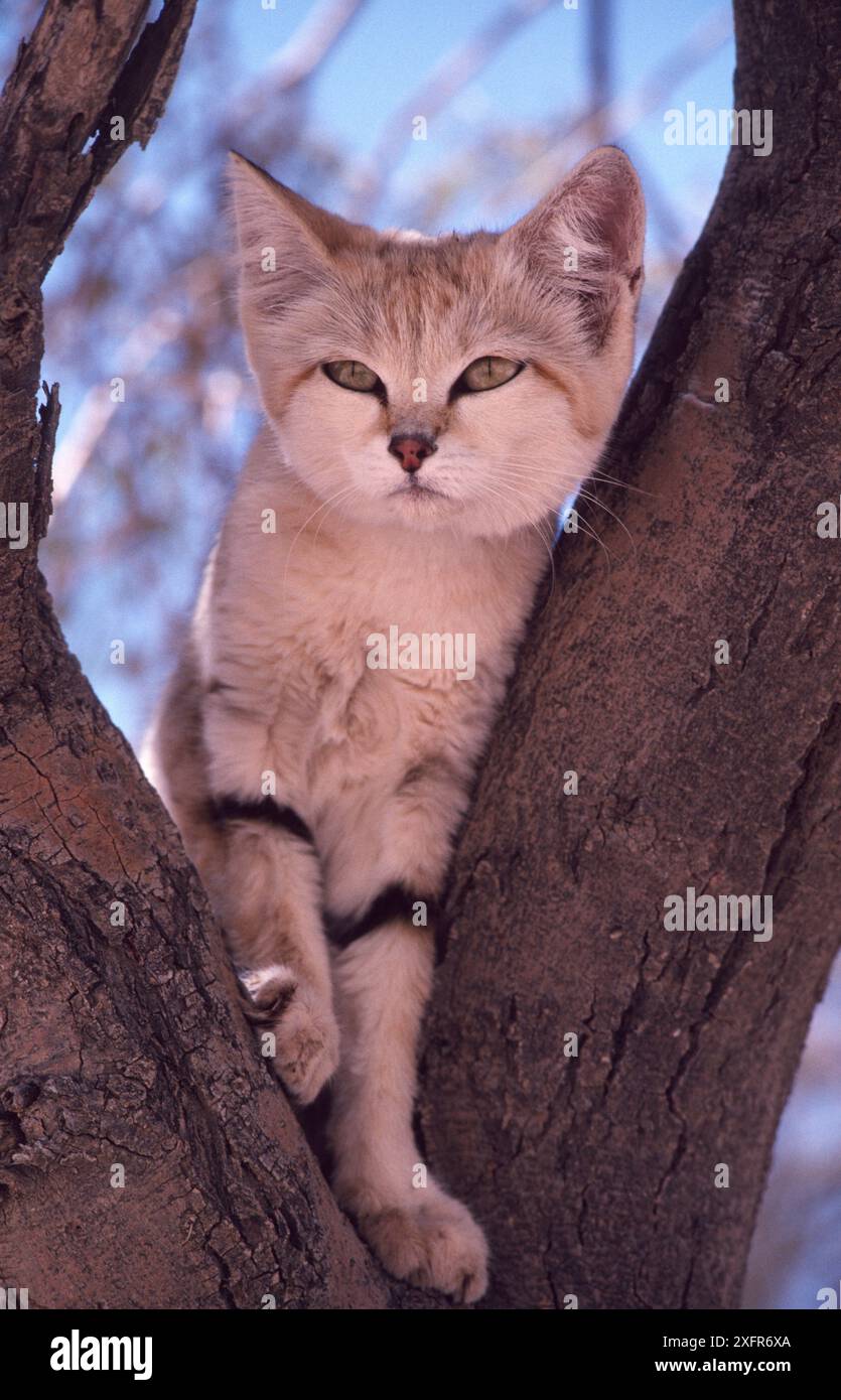 Felis margarita desert hi-res stock photography and images - Alamy