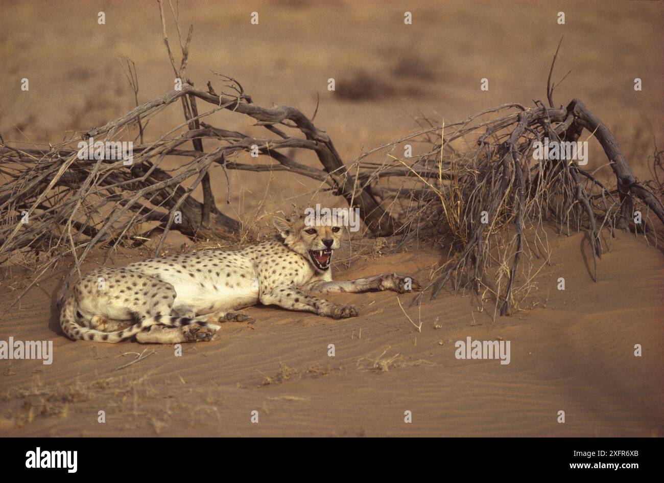 Saharan Cheetah Algeria