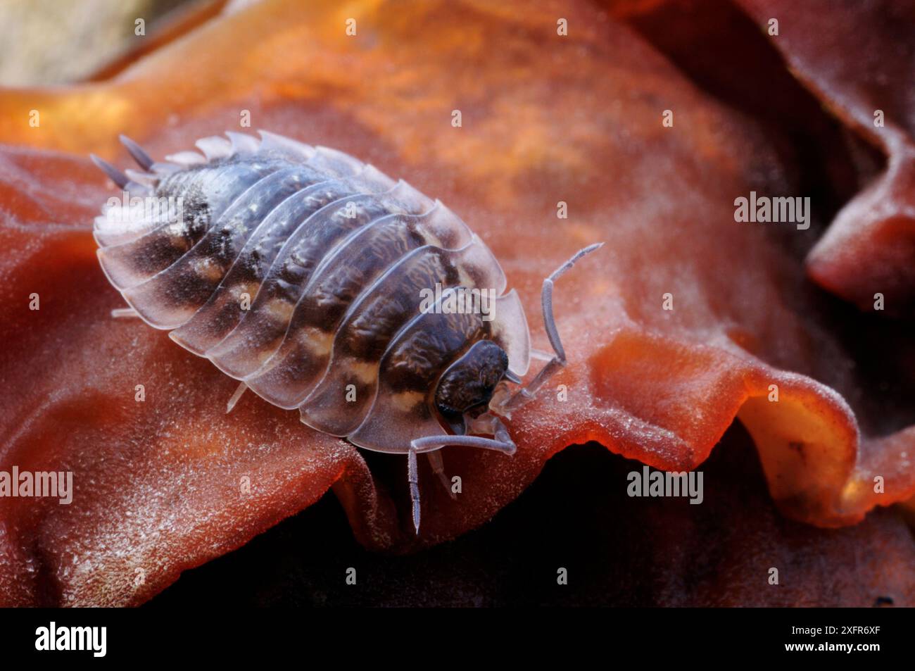 Common / Shiny woodlouse (Oniscus asellus) on Jelly / Jew's ear fungus ...