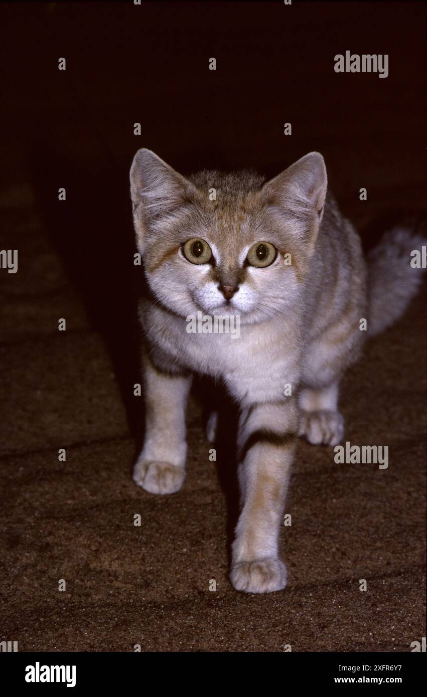 Sand cat (Felis margarita) female hunting at night, Sahara, Niger Stock ...
