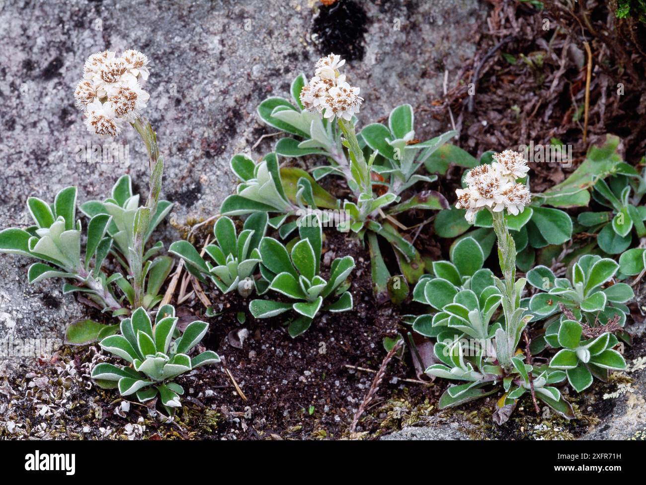Mountain Everlasting (Antennaria dioica) in flower, Isle of Rum ...