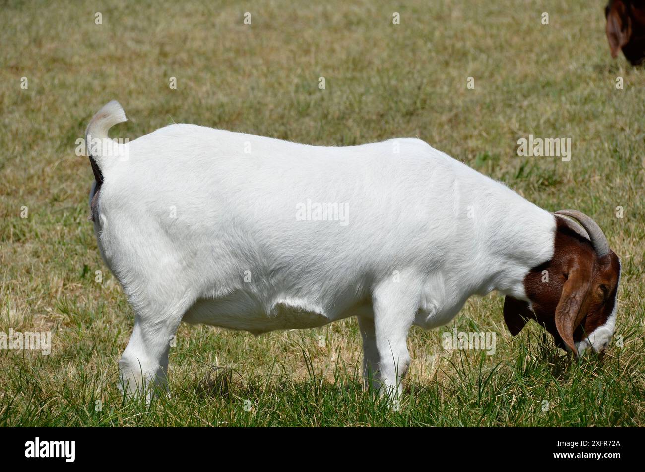 Large Boer goat grazing in the green pastures of the farm Stock Photo ...