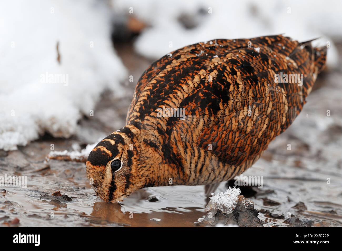Damp woodland scotland hi-res stock photography and images - Alamy