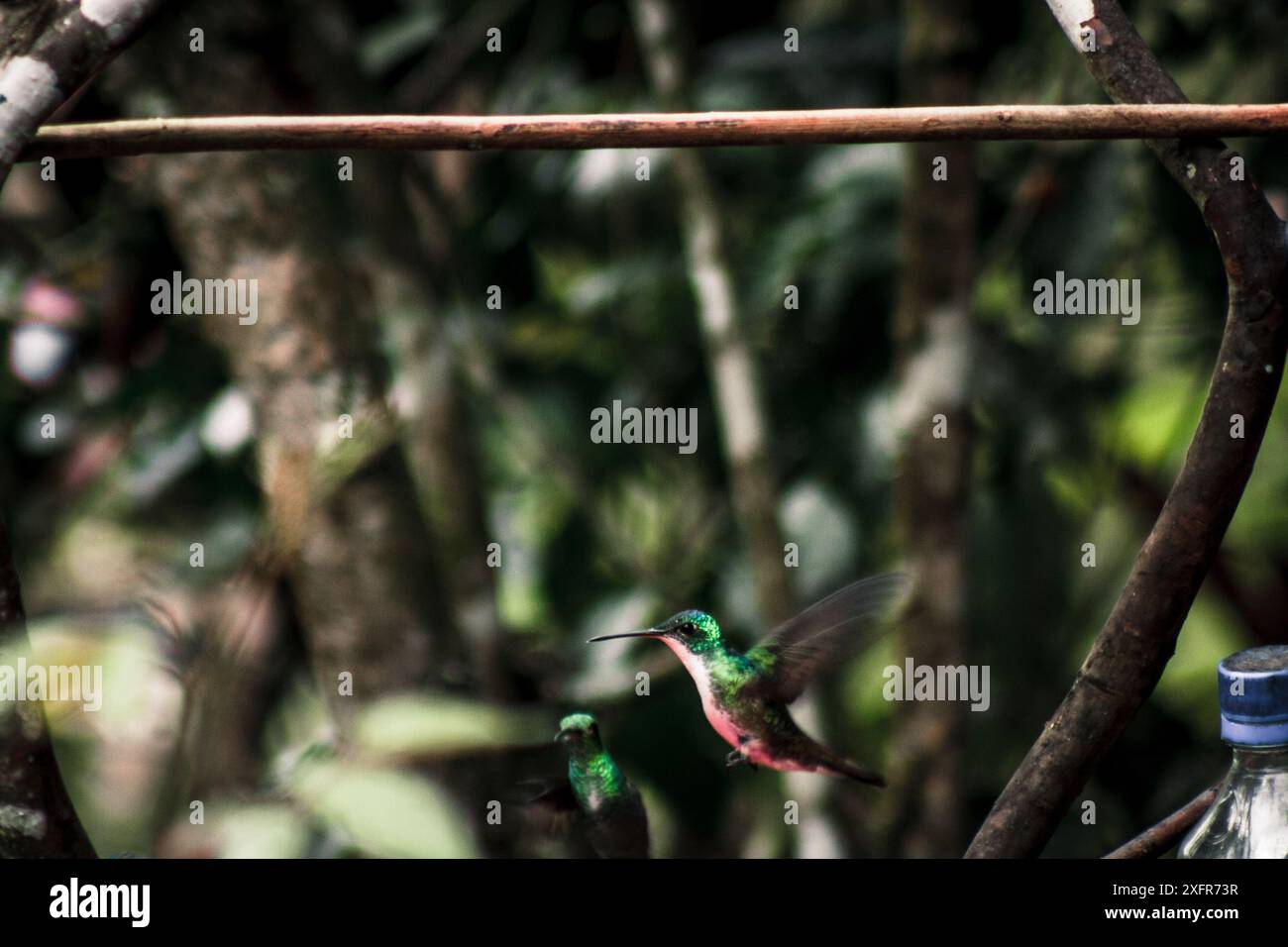 A pair of vibrant hummingbirds with iridescent green and pink feathers ...