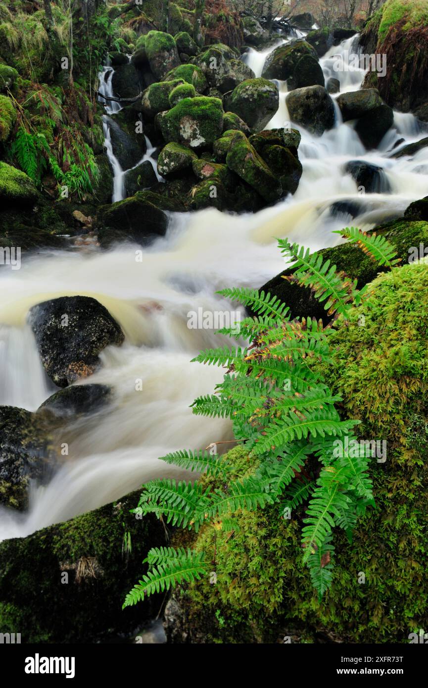 Common polypody fern (Polypodium vulgare) growing on boulder by stream ...