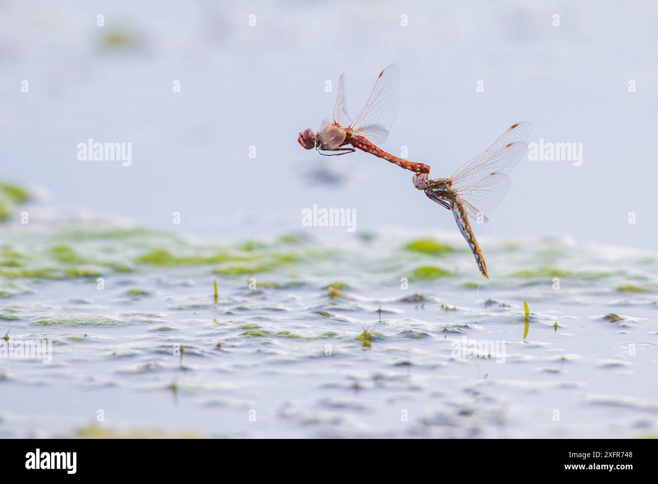 Variegated meadowhawk dragonfly (Sympetrum corruptum) pair flying to ...
