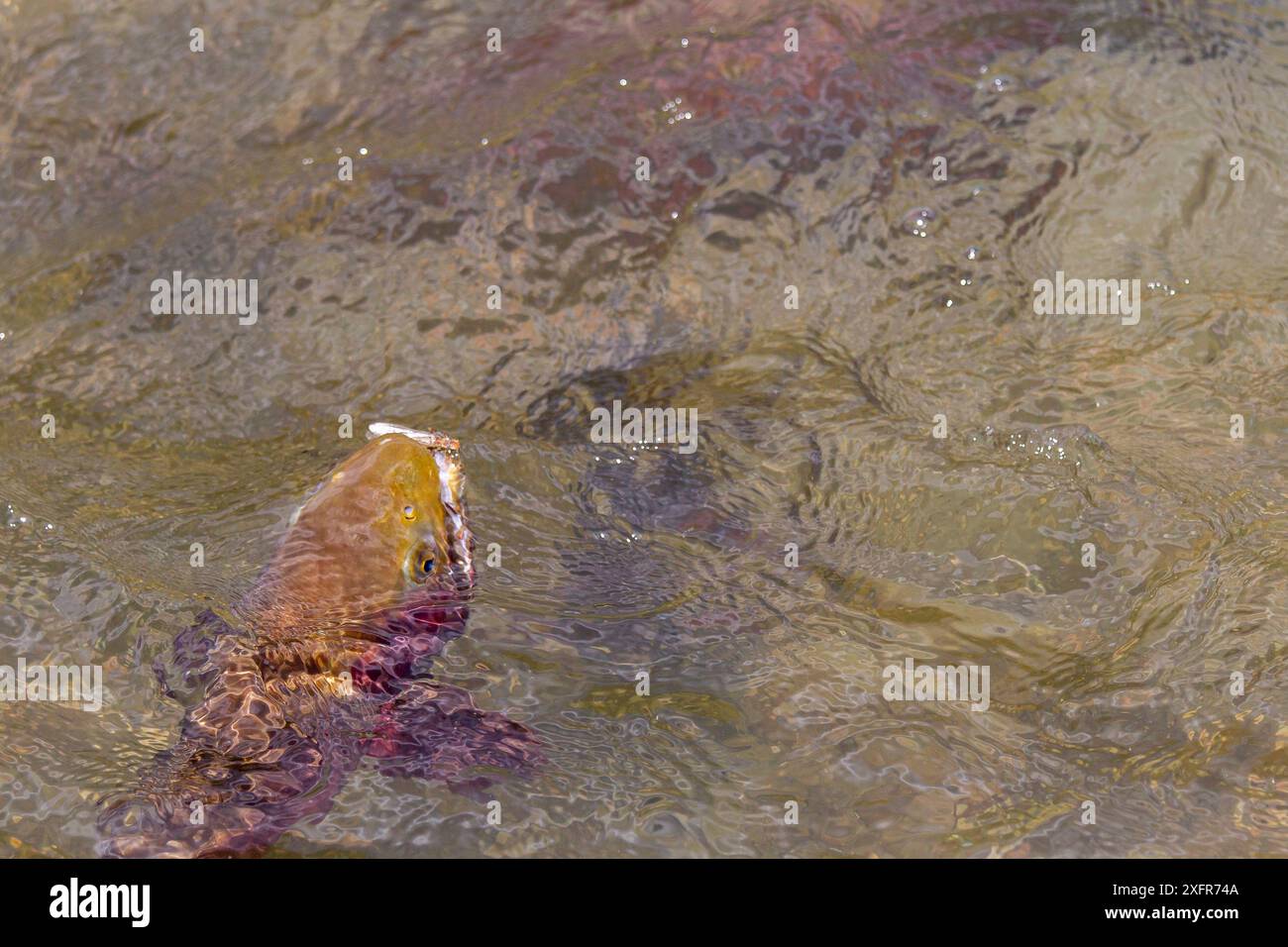 Stonefly (Pteronarcys californica) with Yellowstone cut throat trout ...