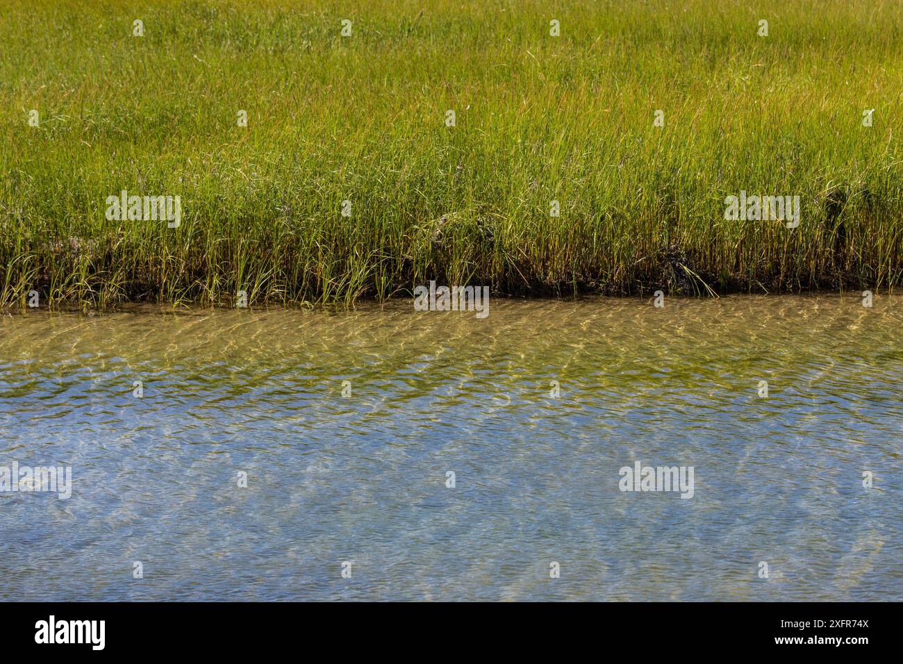 Marsh grass cape cod hi-res stock photography and images - Alamy