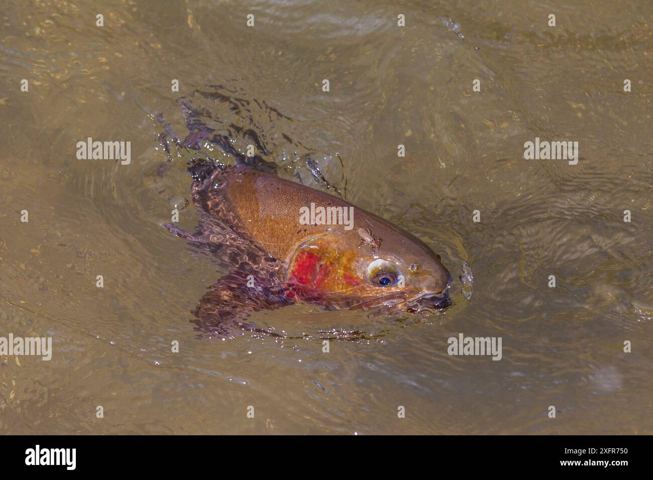 Yellowstone cut throat trout (Oncorhynchus clarkii bouvieri) with a ...