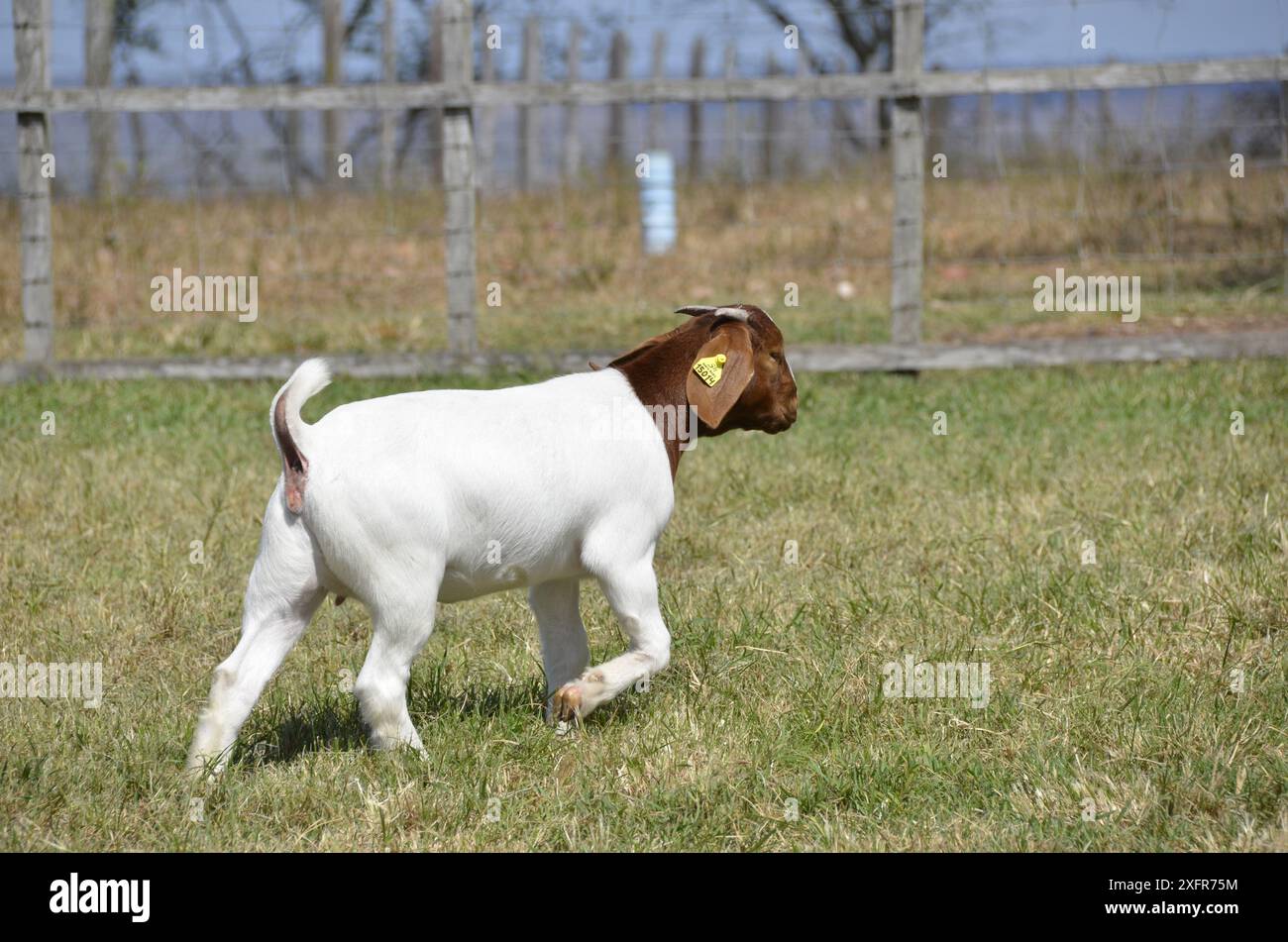 Female Boer goat walking in the green pastures of the farm Stock Photo ...