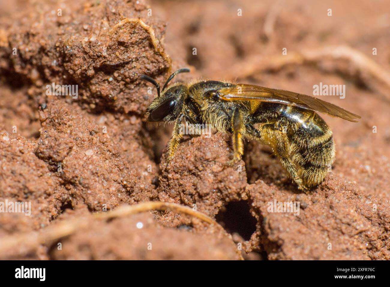 Green furrow bee (Lasioglossum morio) female outside nest burrow ...