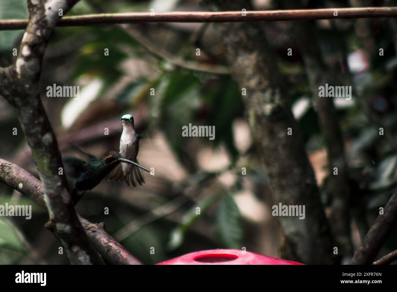 Two hummingbirds, one perched and one hovering, display their vibrant ...