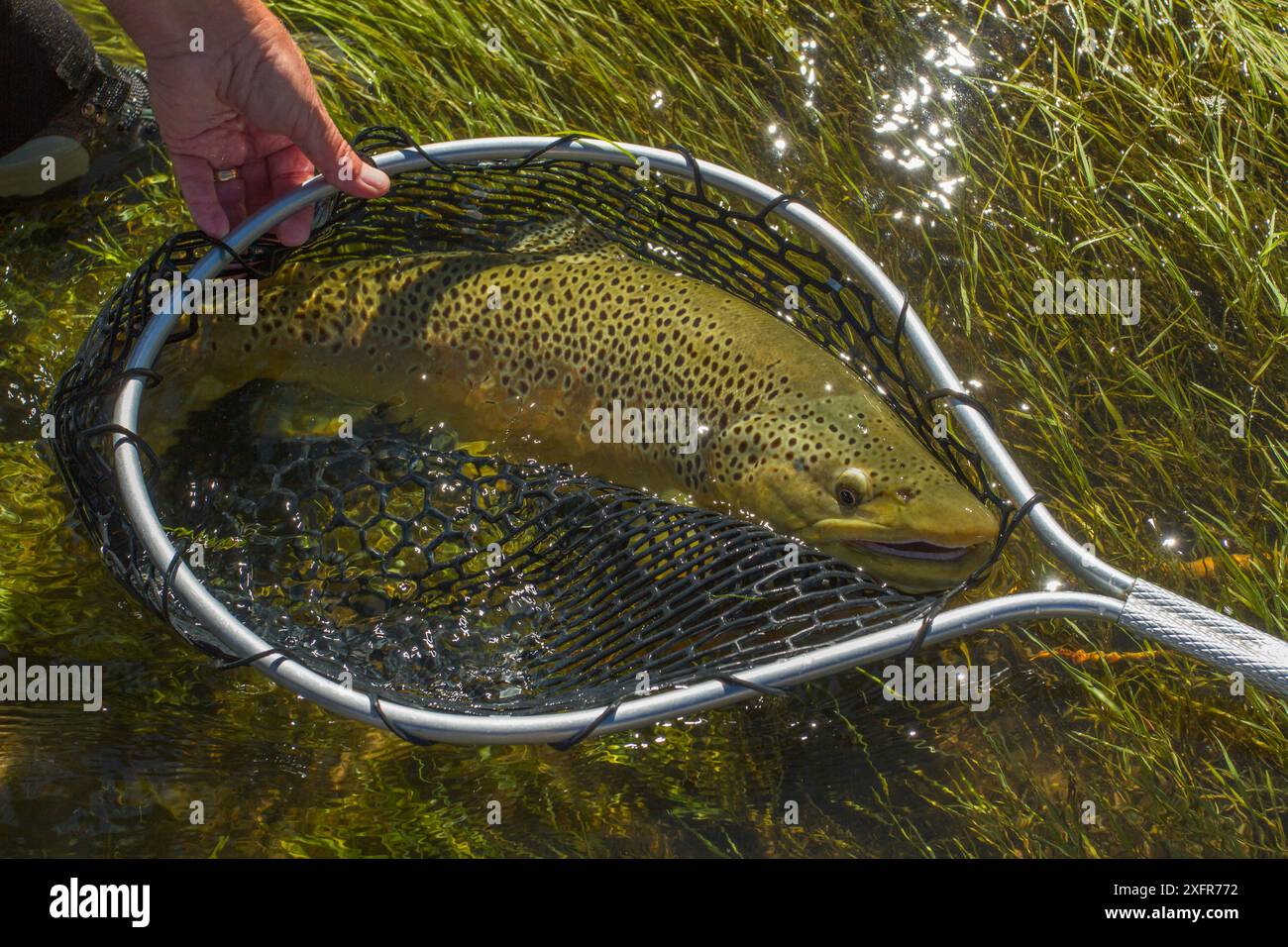 Prize 6lb male hook jawed Brown trout (Salmo trutta) caught in net ...