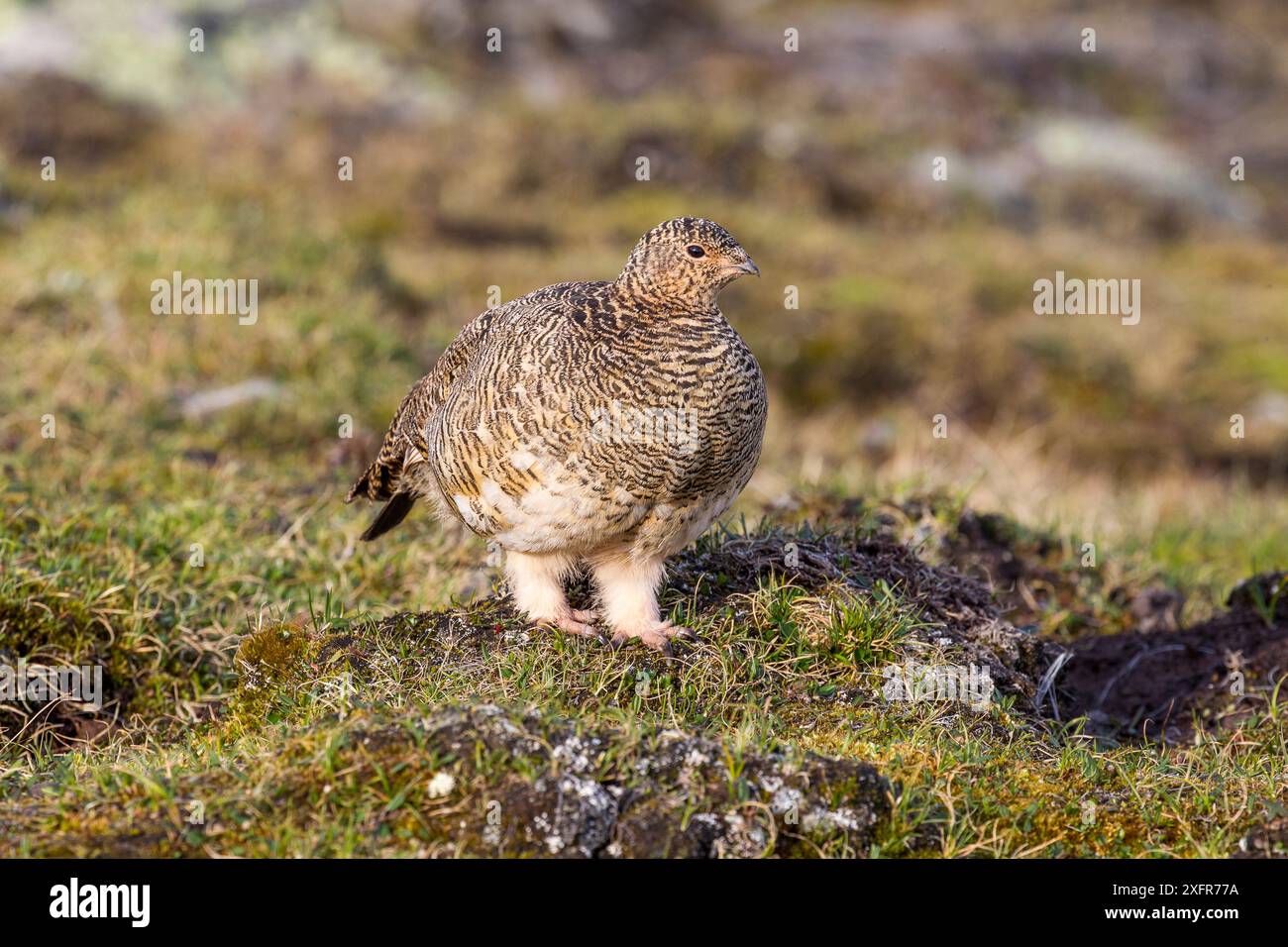Rock ptarmigan (Lagopus muta) female, Spitsbergen, Svalbard, Norway ...