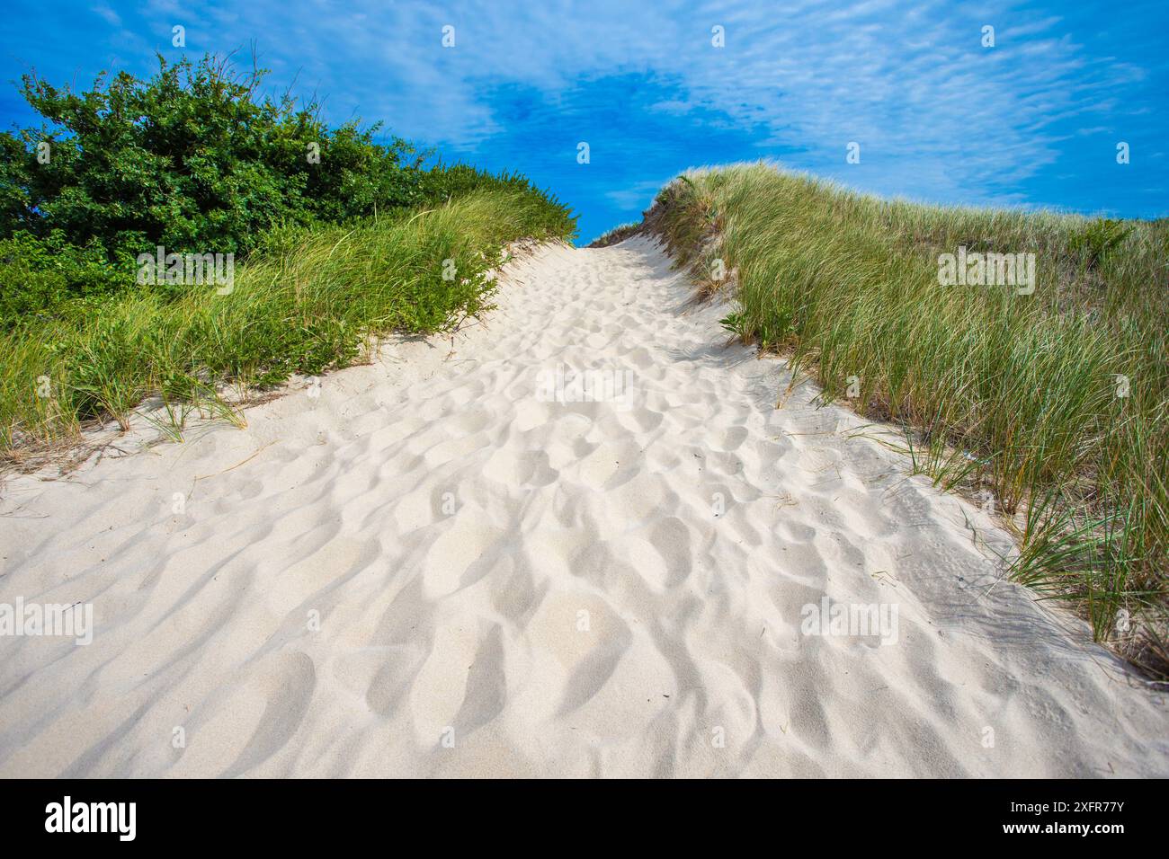 Salt marsh hay (Spartina patens) on beach, Cape Cod National Seashore ...