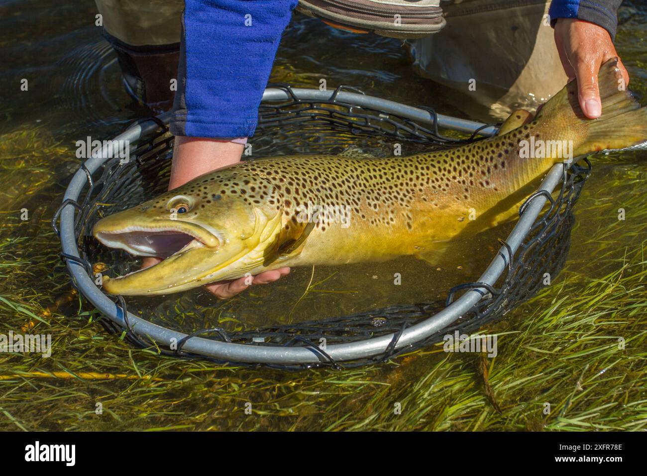 Prize 6lb male hook jawed Brown trout (Salmo trutta) caught in net ...