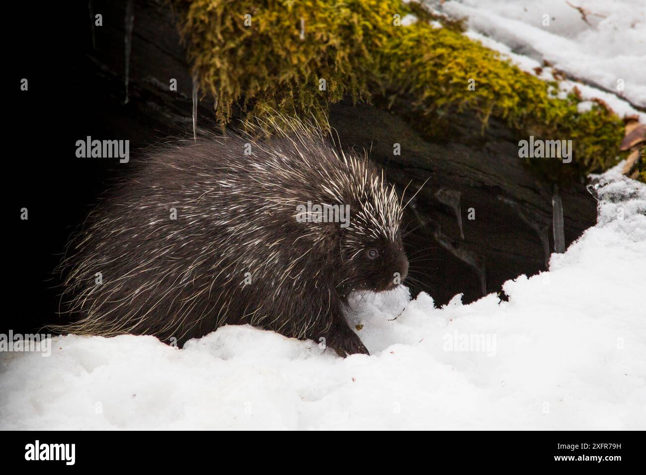 North american porcupine den hi-res stock photography and images - Alamy