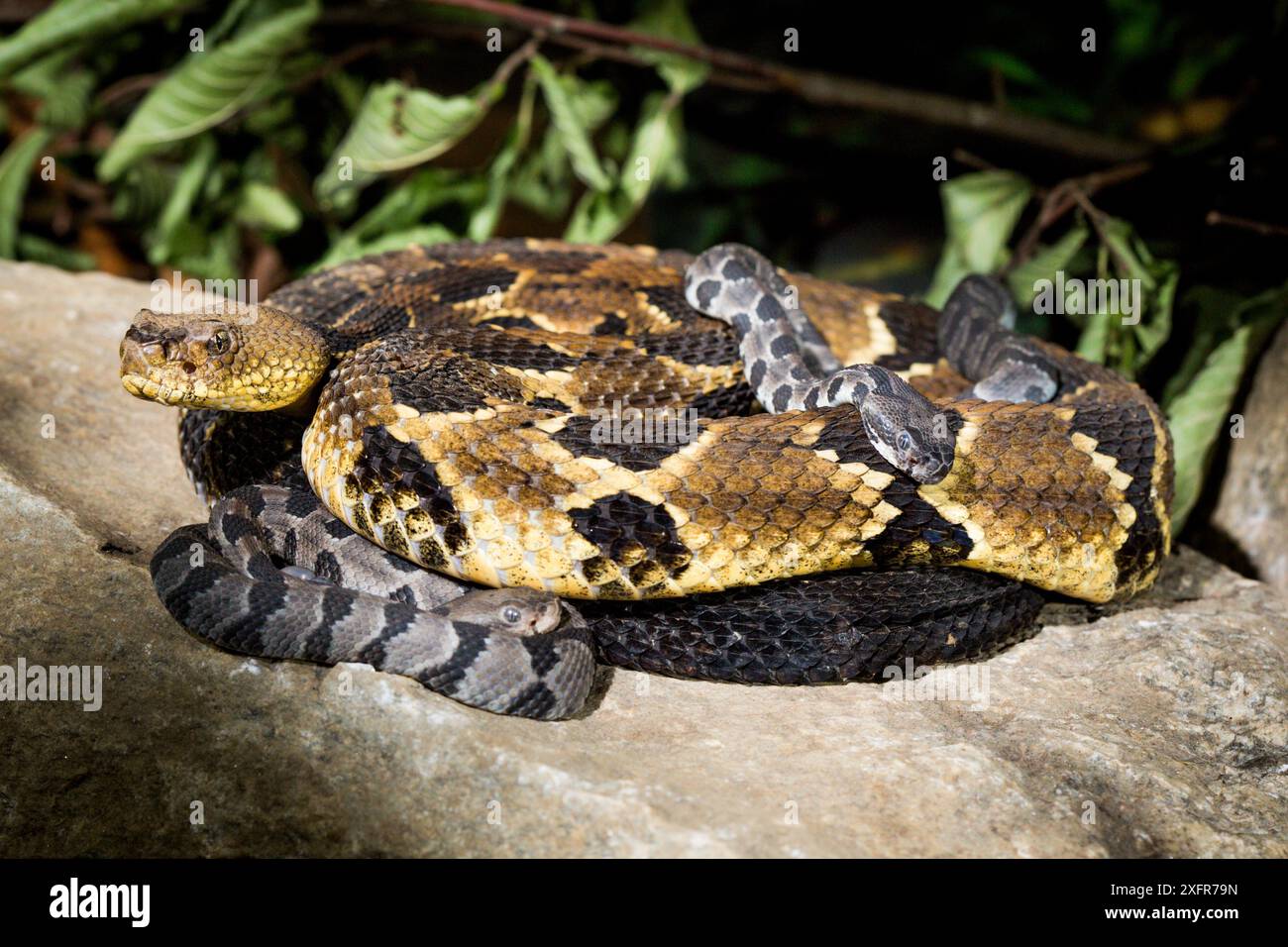 Baby rattlesnake hi-res stock photography and images - Alamy