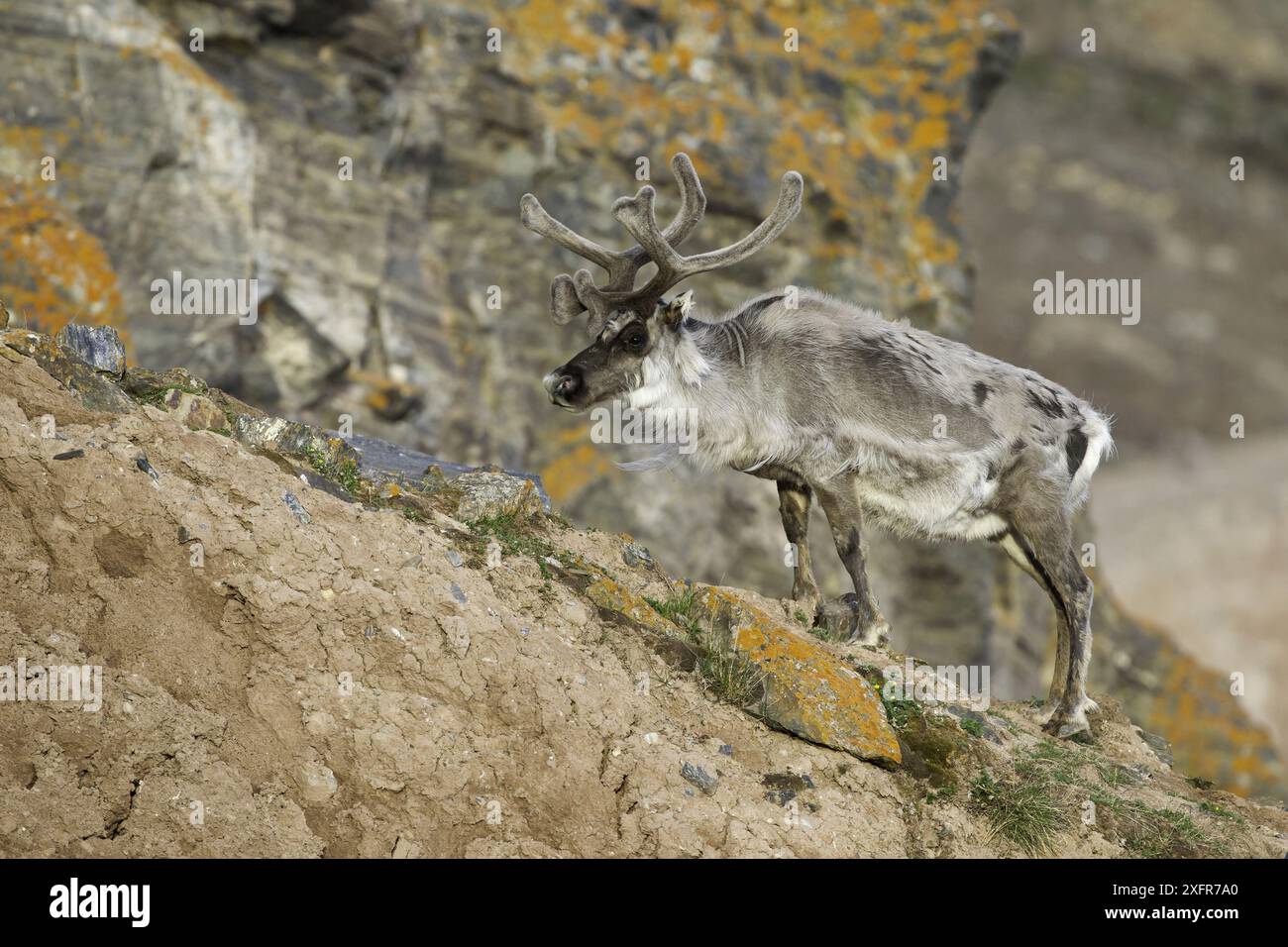 Svalbard reindeer (Rangifer tarandus platyrhynchus) Spitsbergen ...