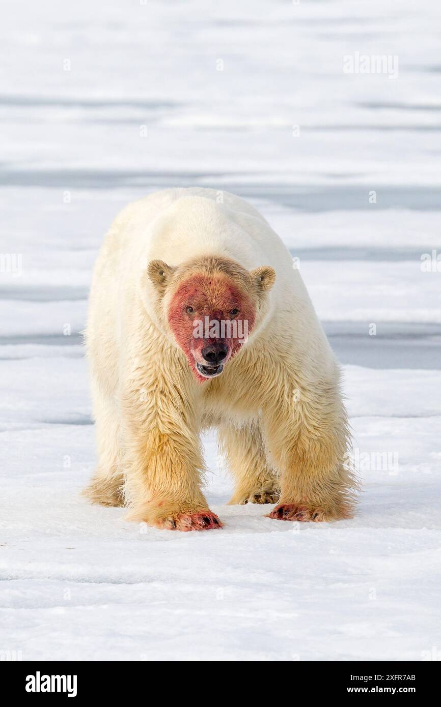 Polar bear (Ursus maritimus) with blood covered face on ice ...