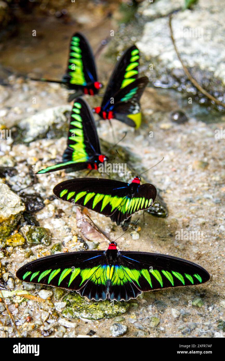 Raja Brookes Birdwing butterfly (Trogonoptera brookiana), Borneo. Small ...