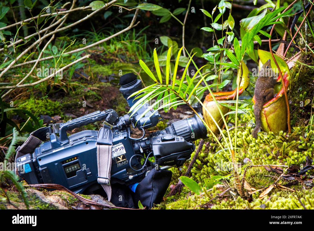 Filming a Mountain tree shrew (Tupaia montana) feeding on nectar ...