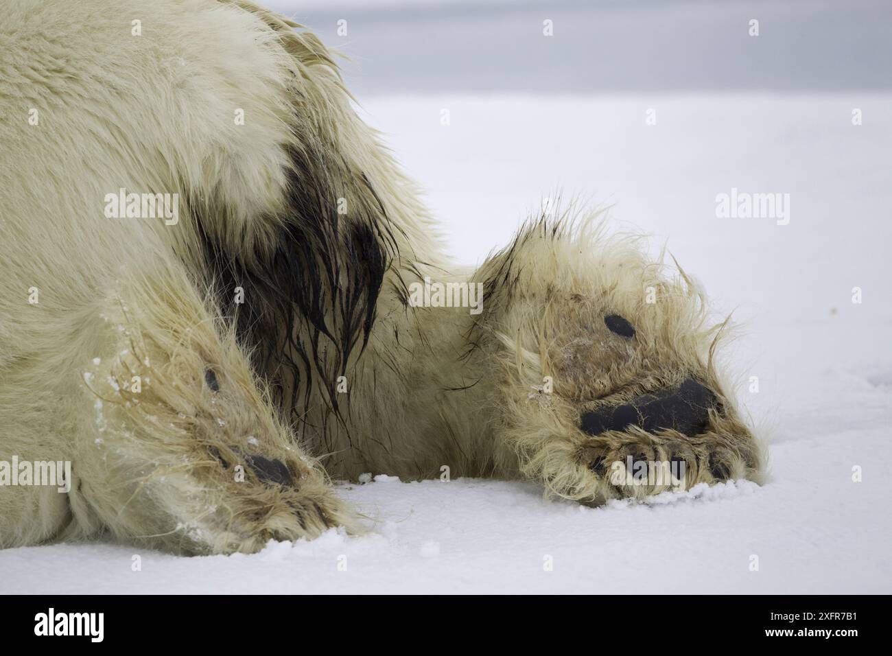 Back paws of Polar bear (Ursus maritimus) sleeping on ice,Spitsbergen ...