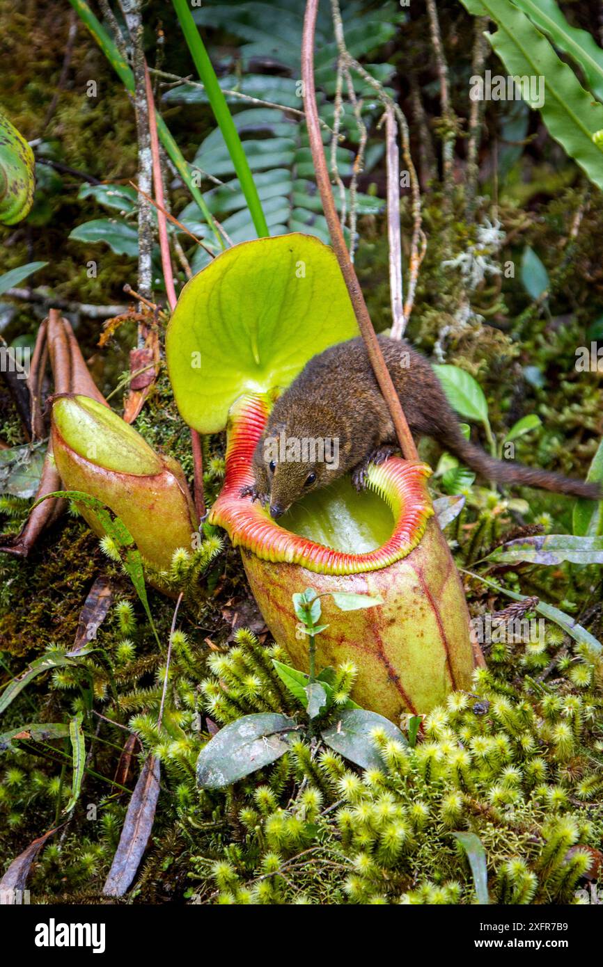 Mountain tree shrew (Tupaia montana) feeding on nectar secreted by the ...