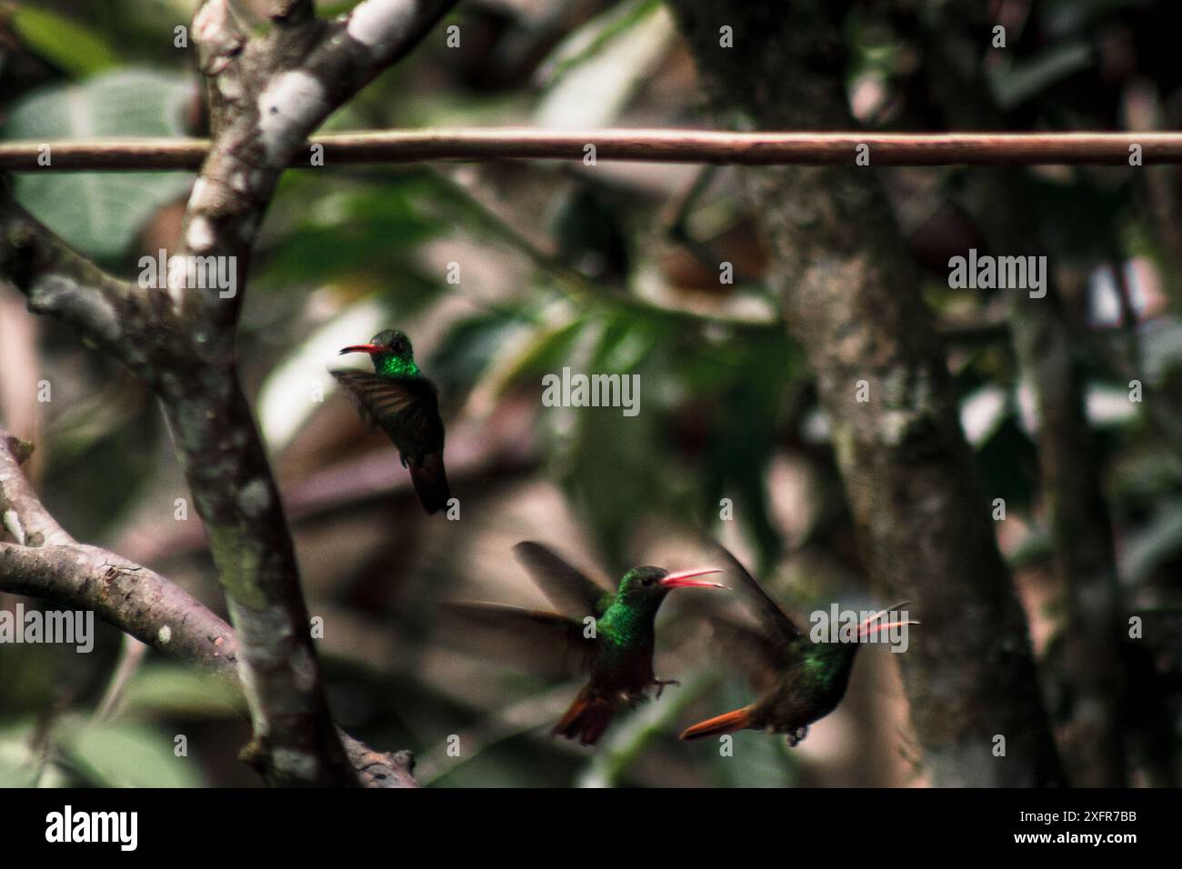 Birds captivating features hi-res stock photography and images - Alamy