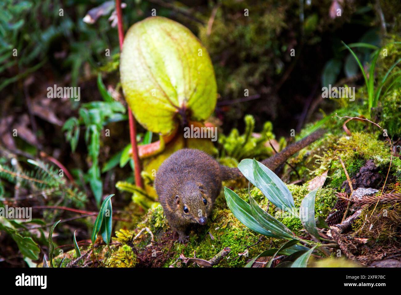 Tupaia hi-res stock photography and images - Alamy