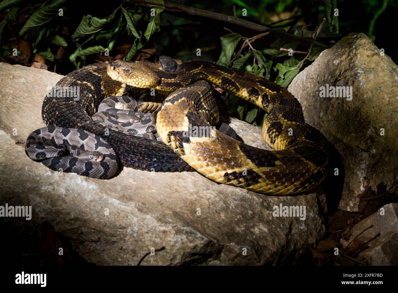 Baby rattlesnake hi-res stock photography and images - Alamy