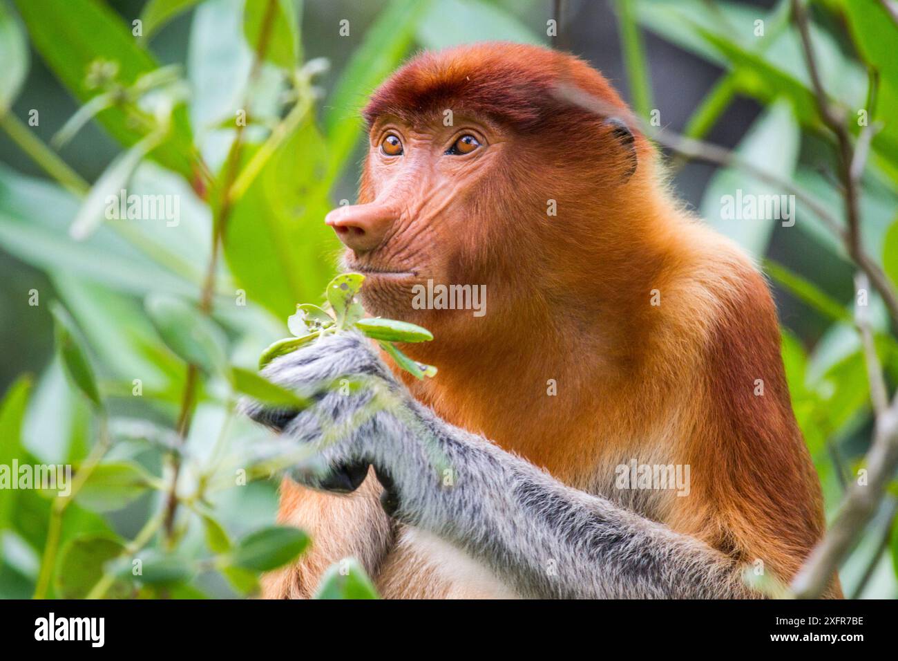 Female Proboscis monkey (Nasalis larvatus) feeding, Kinabatangan River ...