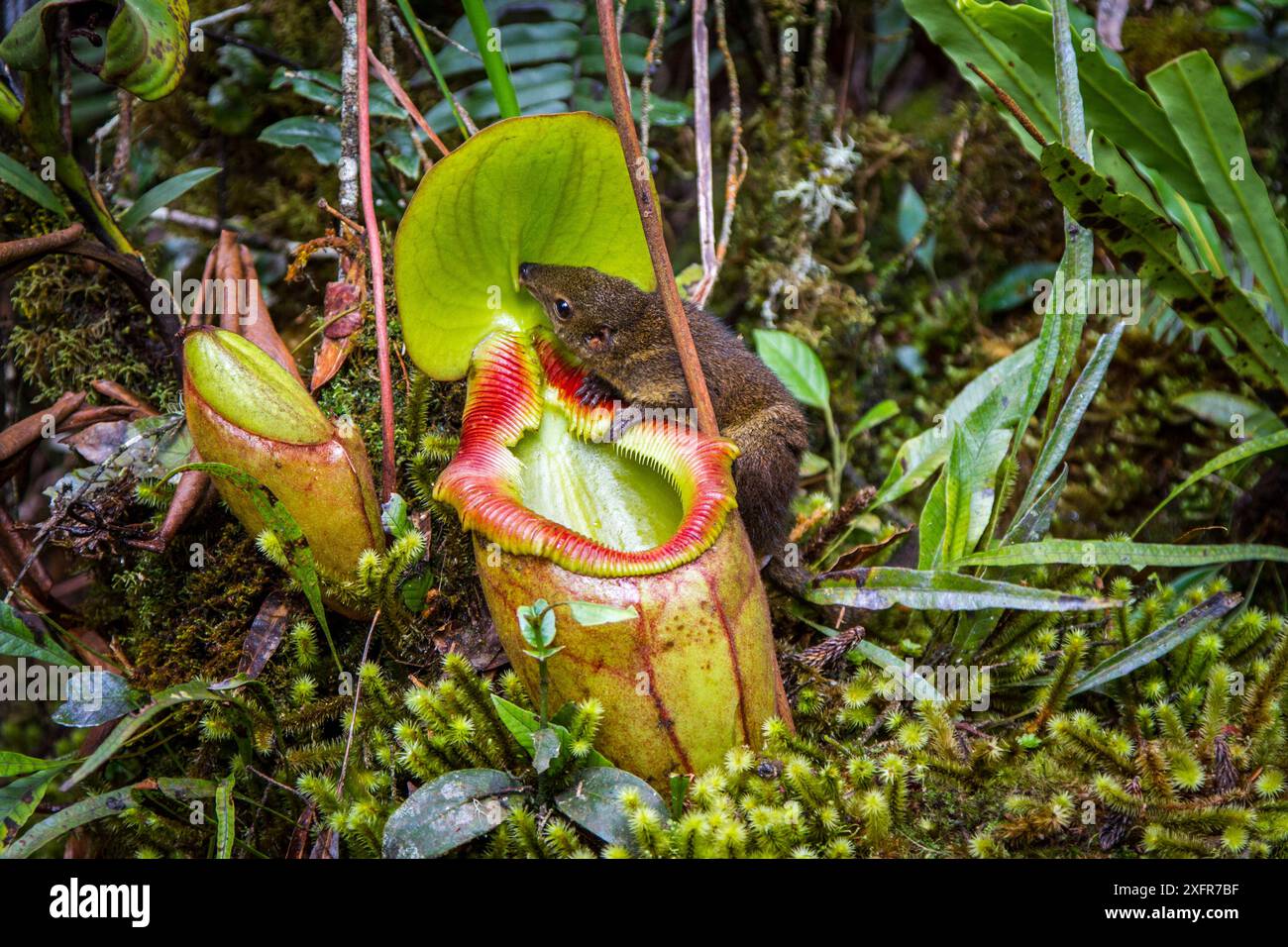 Mountain tree shrew (Tupaia montana) feeding on nectar secreted by the ...