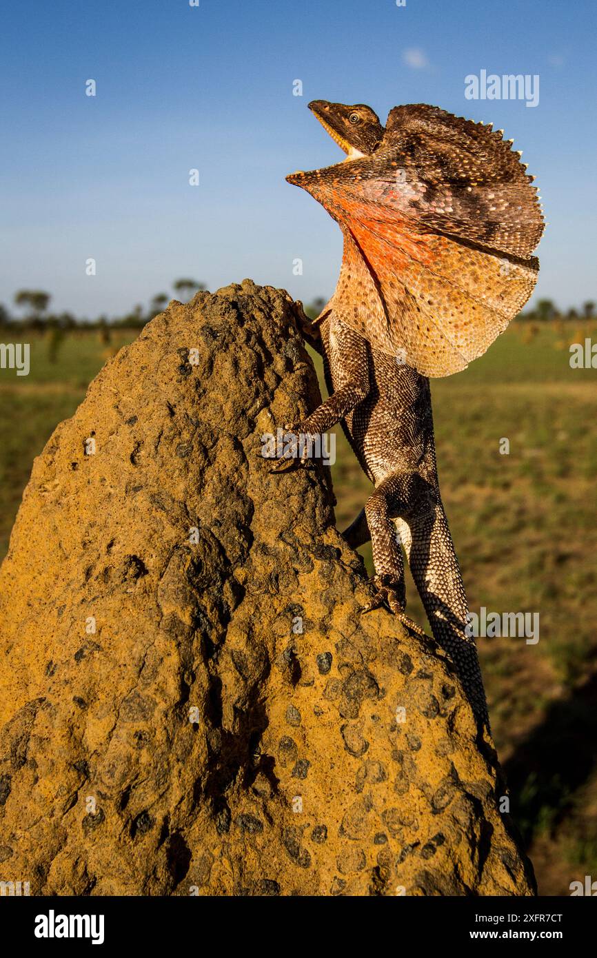 Frill-neck Lizard (Chlamydosaurus kingii), displays on a termite mound ...