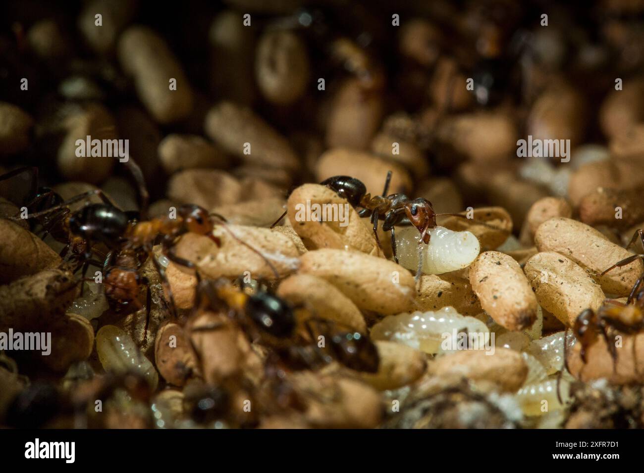 Larvae and pupae in mound of Allegheny mound ant (Formica exsectoides ...