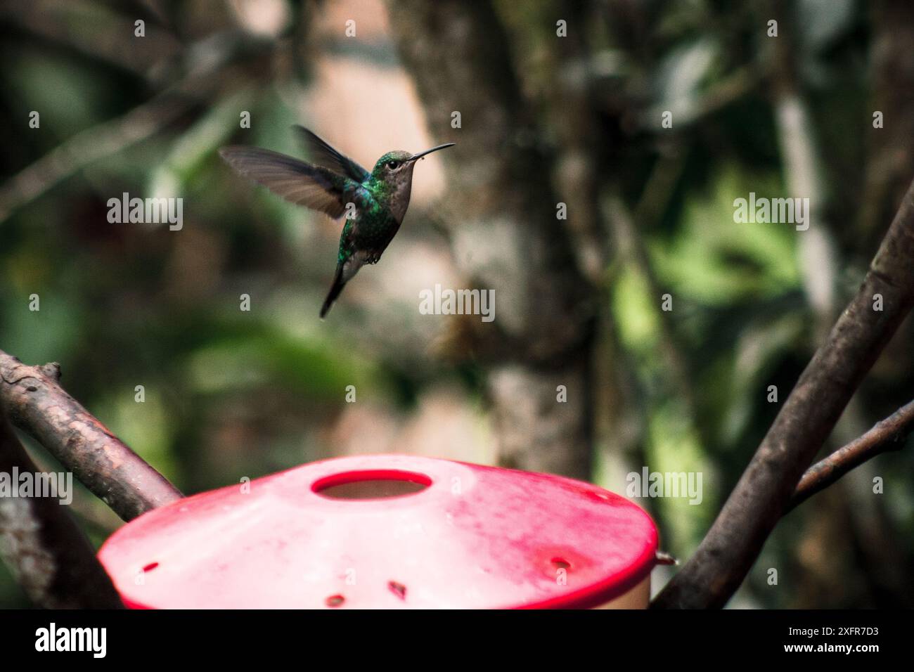 A hummingbird in mid-flight approaching a feeder in the lush ...