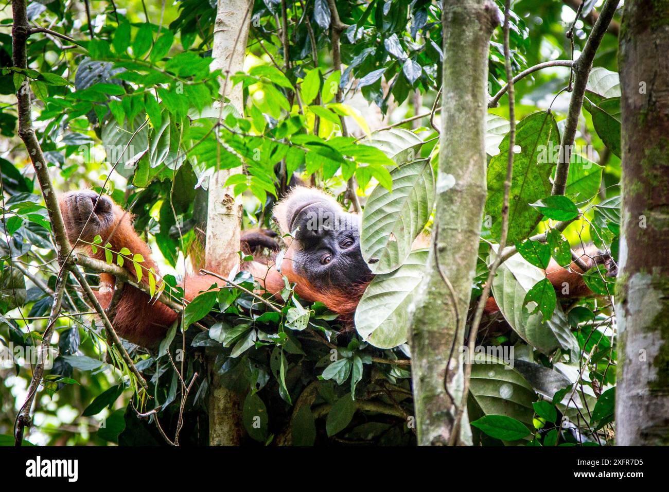 Sumatran Orangutan (Pongo abelii) resting in her nest. Gunung Leuser ...