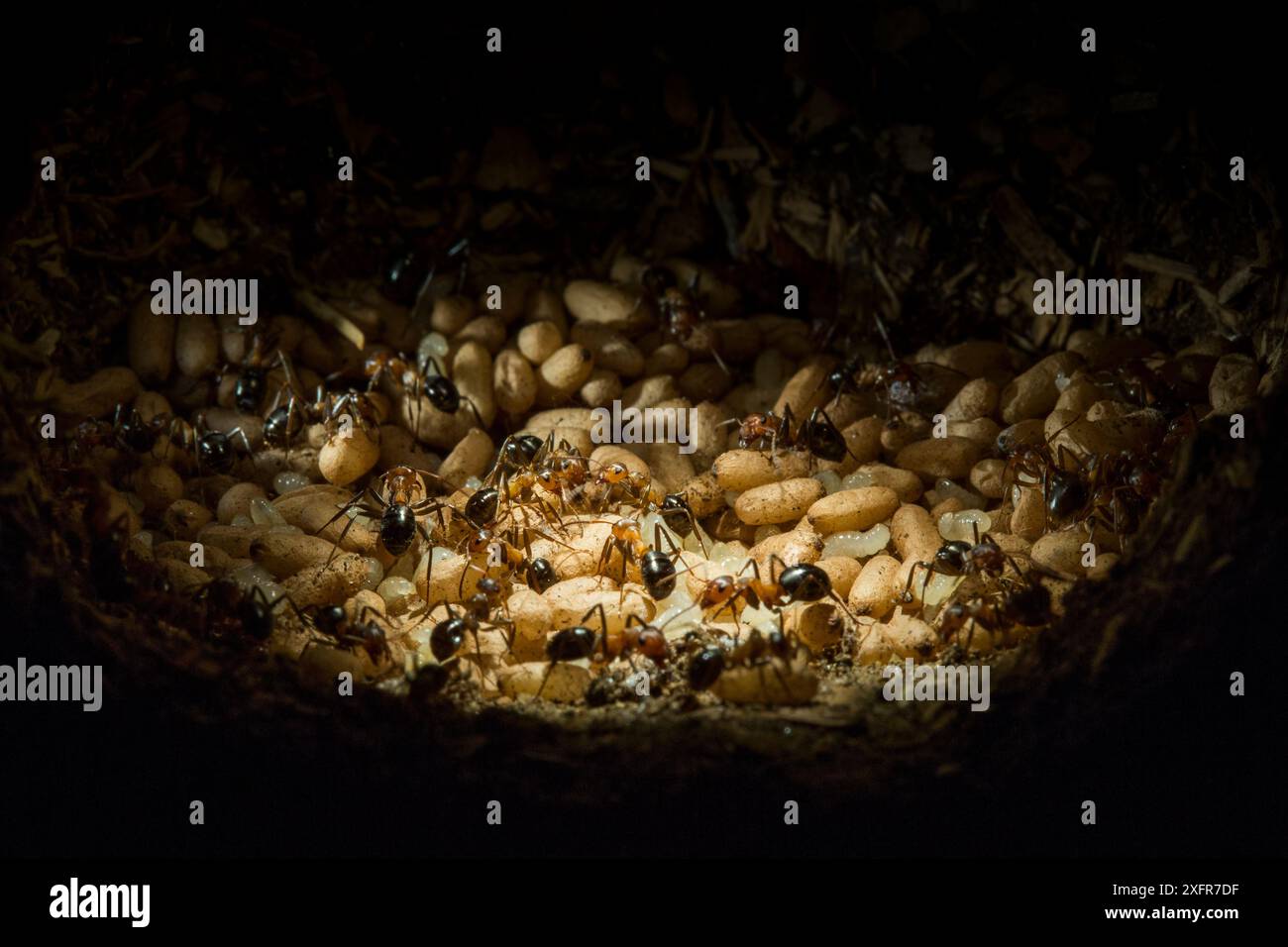 Larvae and pupae in mound of Allegheny mound ant (Formica exsectoides ...