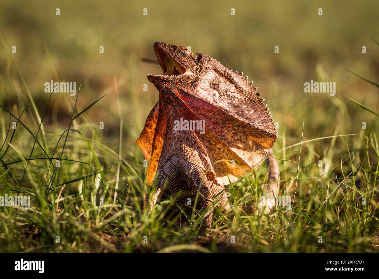 Frill-neck Lizard (Chlamydosaurus kingii), displaying by opening its ...