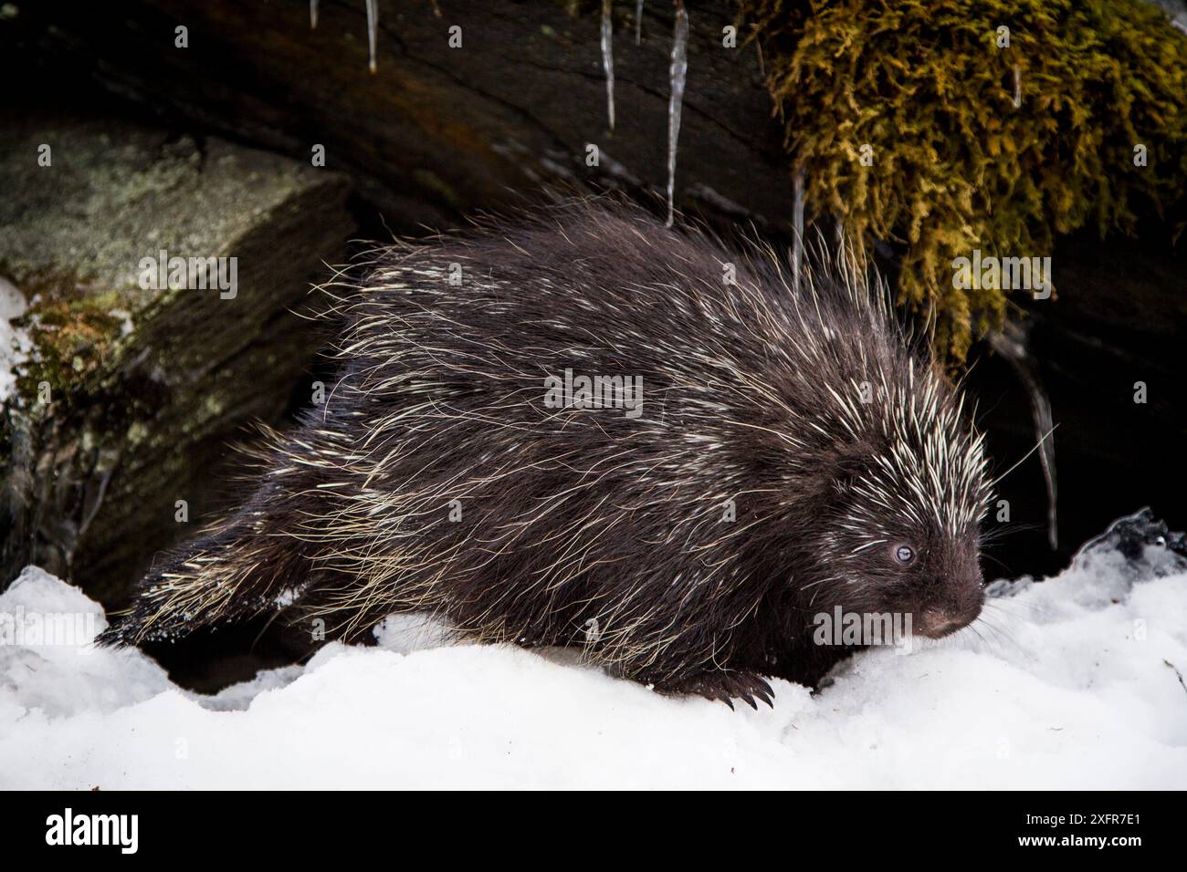 North american porcupine den hi-res stock photography and images - Alamy