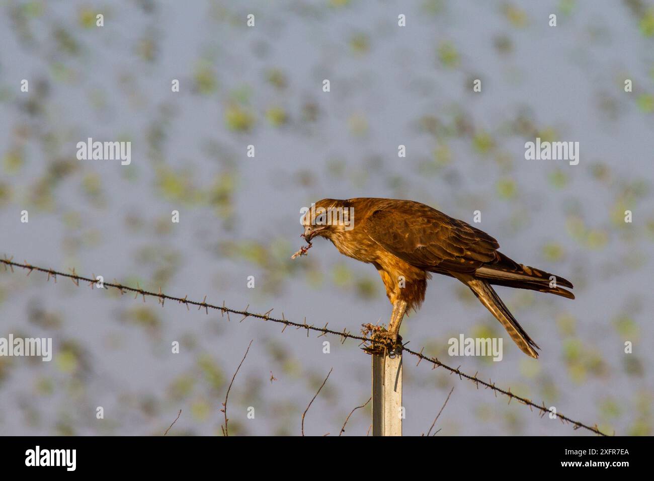Brown falcon (Falco berigora) feeding on a Budgerigar (Melopsittacus ...
