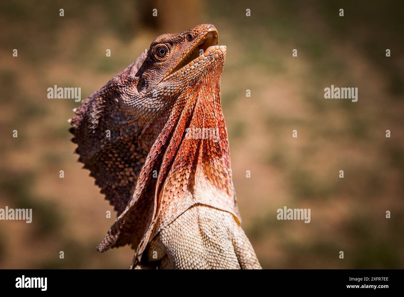 Frill-neck Lizard (Chlamydosaurus kingii), with its frill flat ...